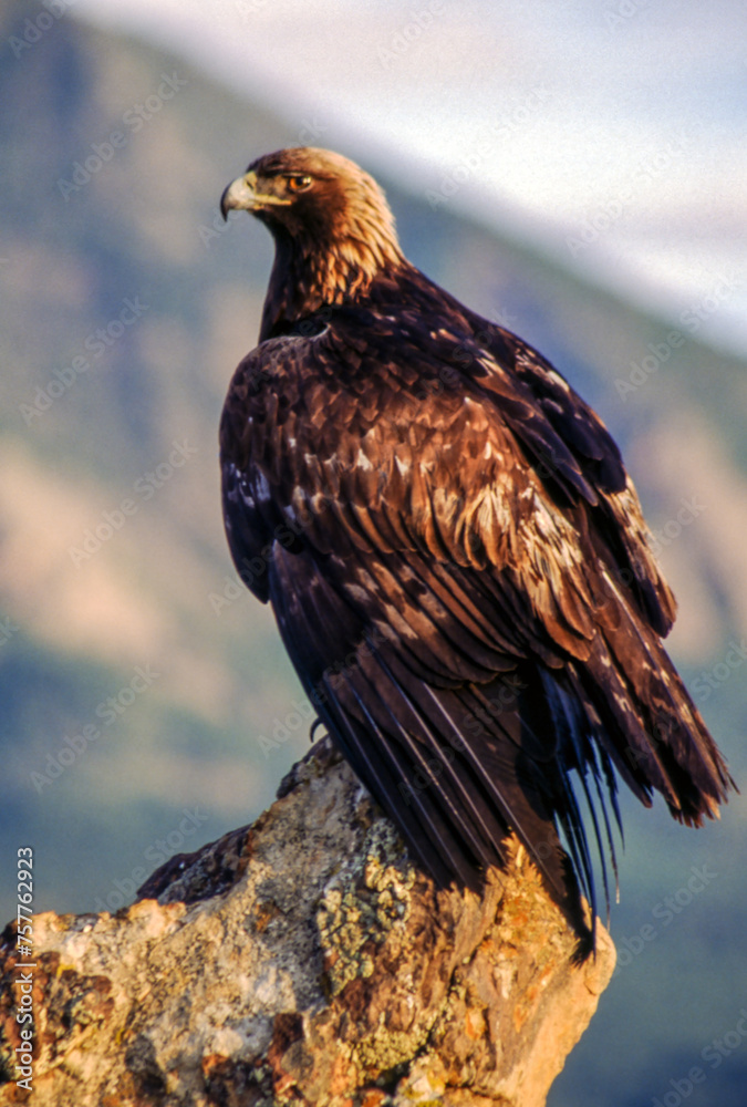 The Golden Eagle is one of the largest, fastest and nimblest raptors in ...
