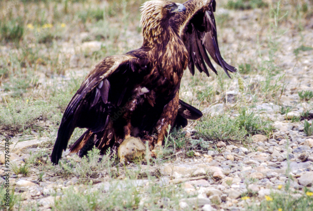 The Golden Eagle is one of the largest, fastest and nimblest raptors in ...