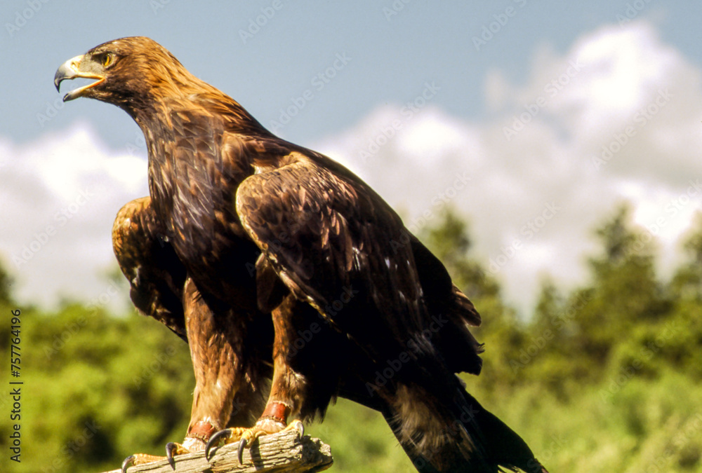 The Golden Eagle is one of the largest, fastest and nimblest raptors in ...