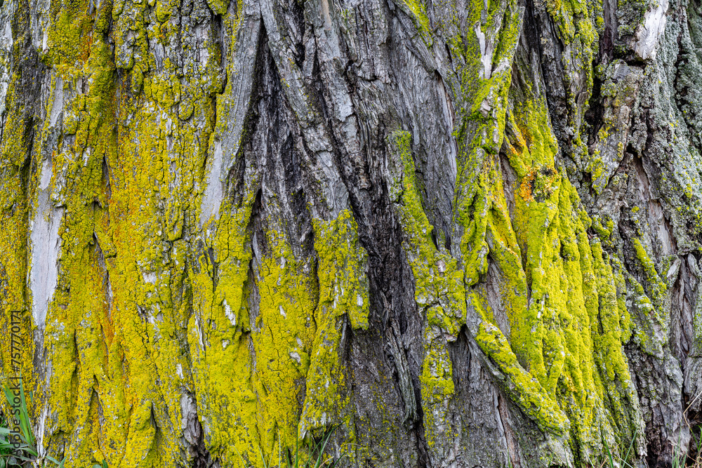 Cracked bark with lichen of White Willow. Salix alba. Stock Photo ...
