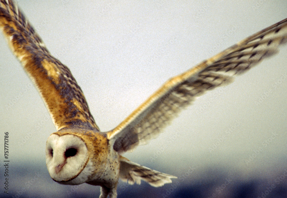 Barn Owls are pale overall with dark eyes. They have a mix of buff and ...