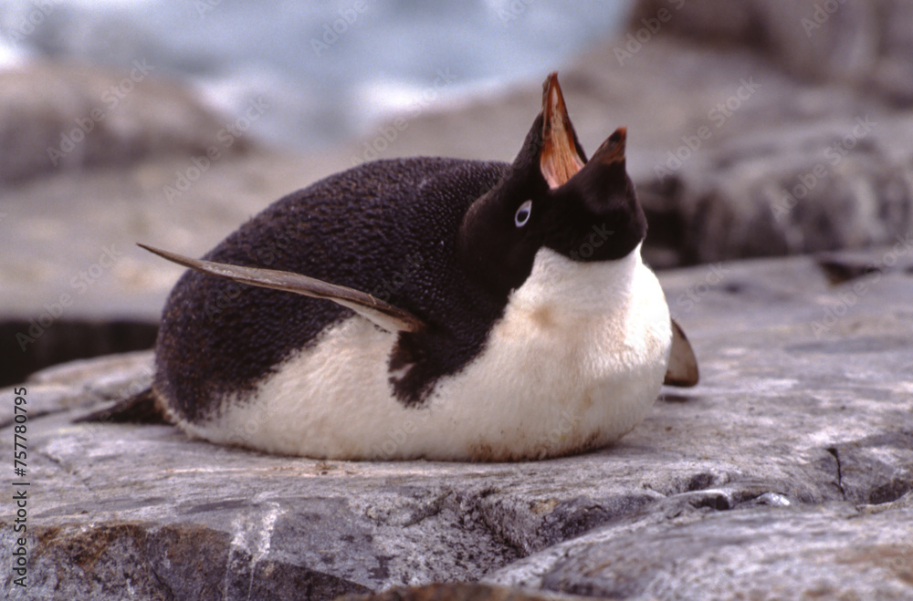 Penguins have short necks elongated body. Their tails are short, stiff ...