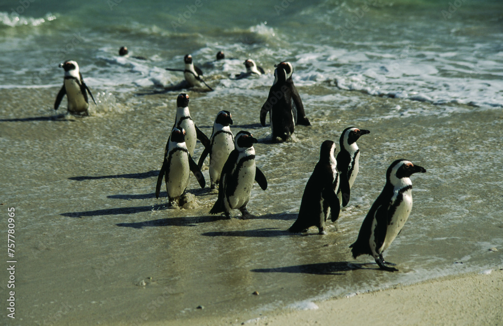 Penguins have short necks elongated body. Their tails are short, stiff ...