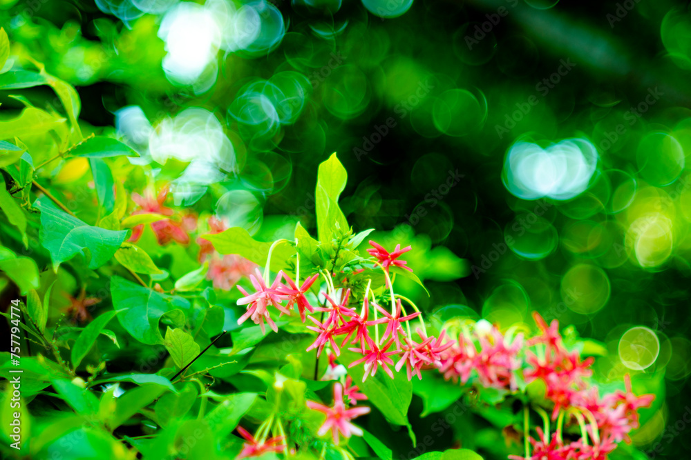 Combretum indicum flower are blooming and green leaf at summer,rangoon ...