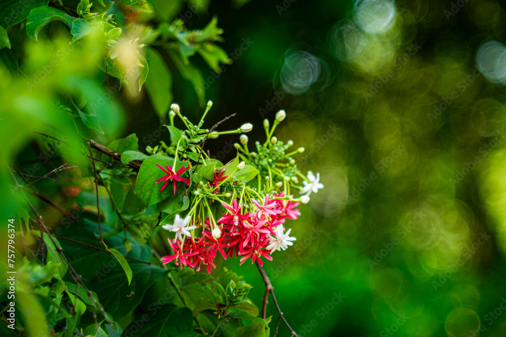 Combretum indicum flower are blooming and green leaf at summer,rangoon ...