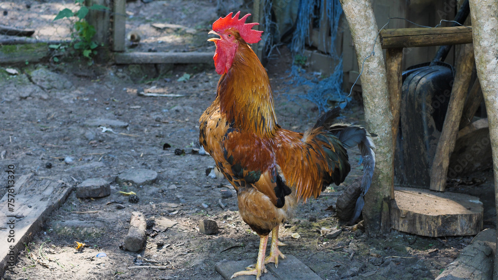 A brightly colored rooster with a prominent crest and colorful feathers ...