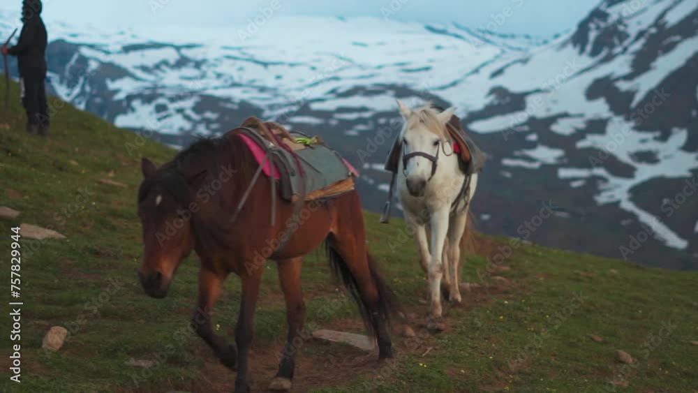 Two horses climbing on summer meadow and snowy mountains in background ...