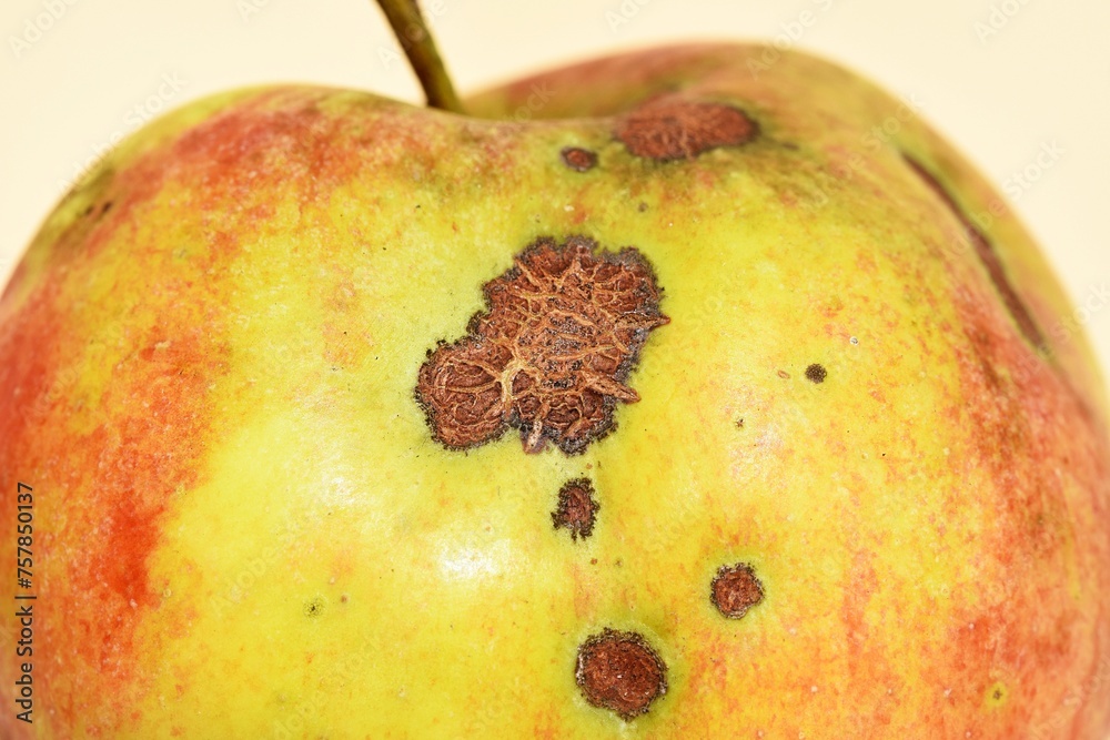 Spots on apple skin. Symptoms of fungal disease apple scab caused by ...