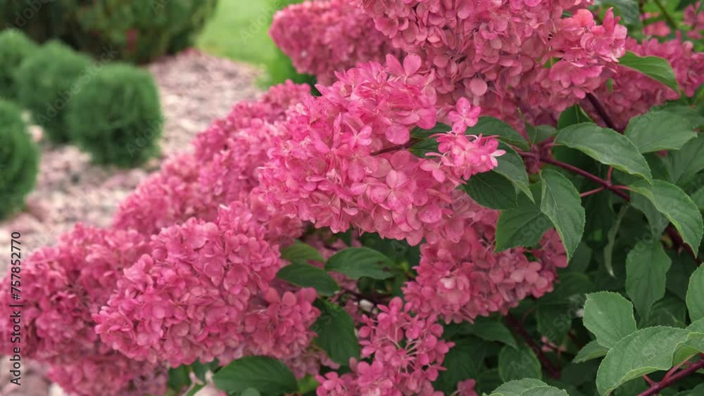 Hydrangea paniculata and conifer. Beautiful Garden path made of natural ...