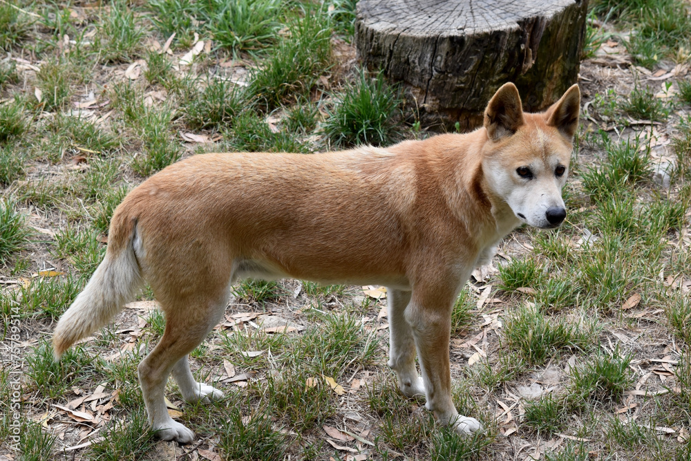 Dingos have a long muzzle, erect ears and strong claws. They usually ...