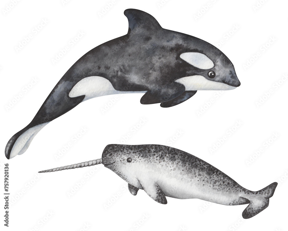 Watercolor set of illustrations. Hand painted black-and-white orca ...