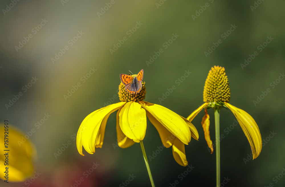 Small copper pollinating on the flower of Rudbeckia laciniata, the ...