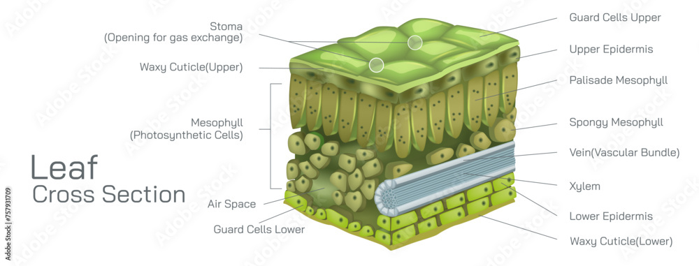 cross section of a leaf vector. Micro level parts of leaf. Botany and its branches students ...