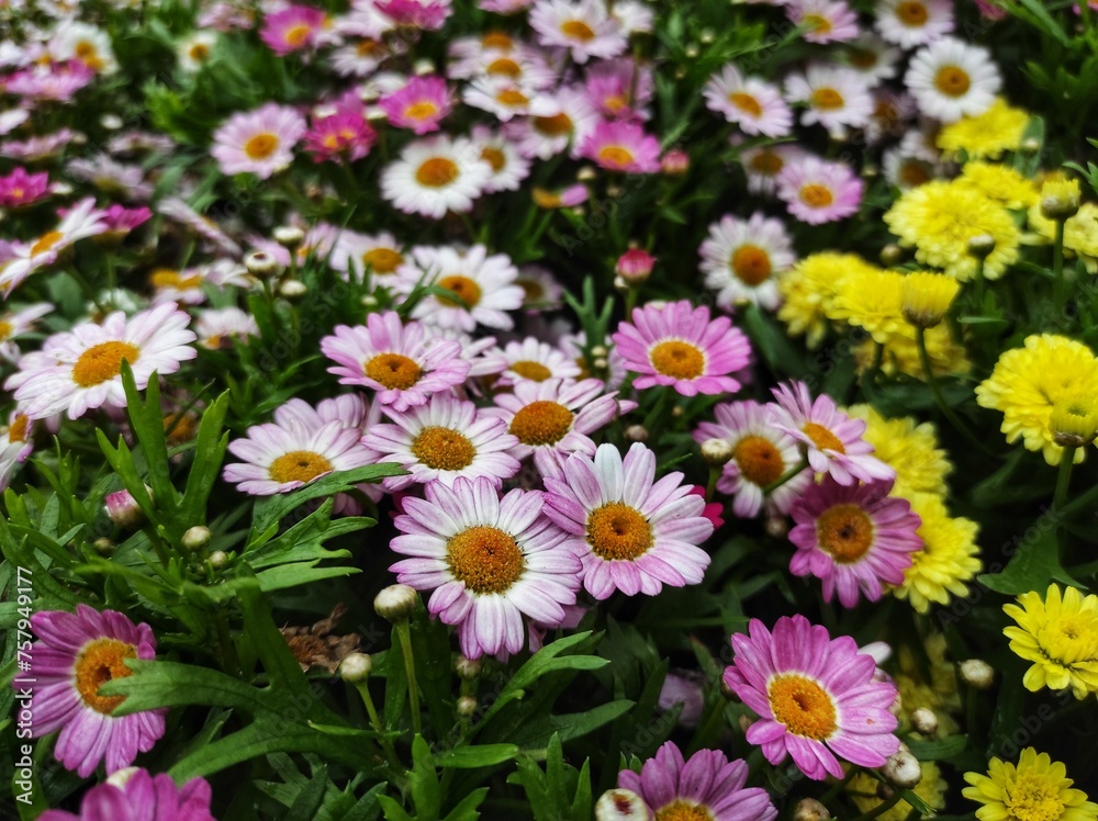 Argyranthemum frutescens, Paris daisy, marguerite or marguerite daisy ...