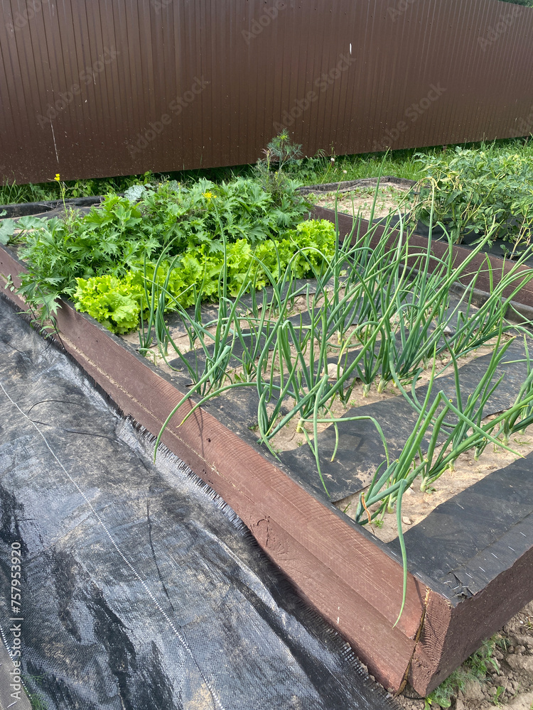 Community garden. Raised beds with plants in the vegetable garden ...