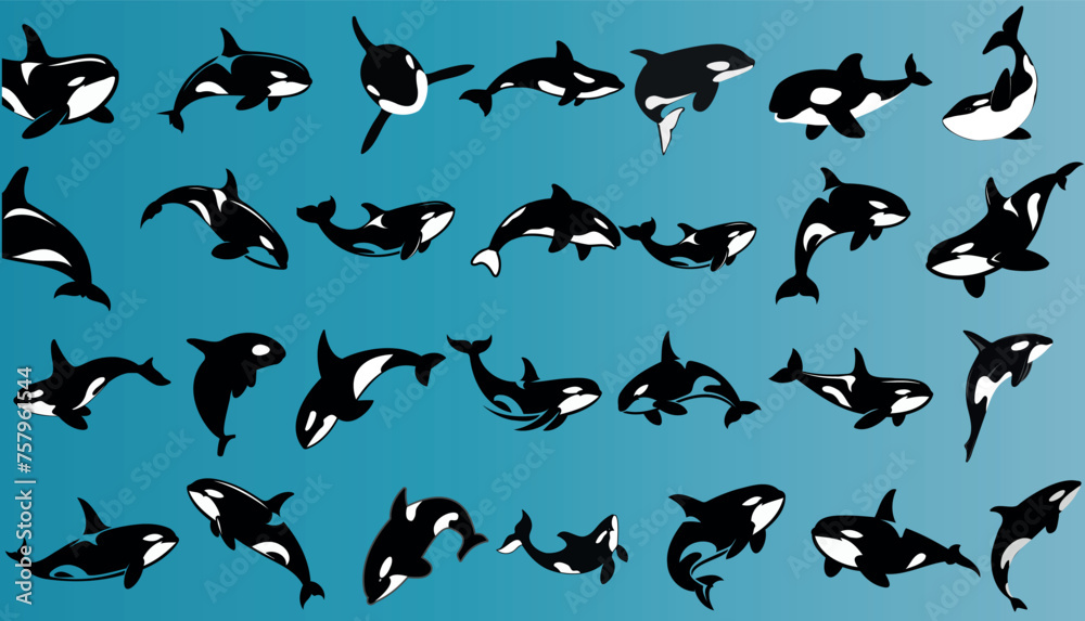 Orca silhouette, killer whales orca vector illustration, sea animals on ...