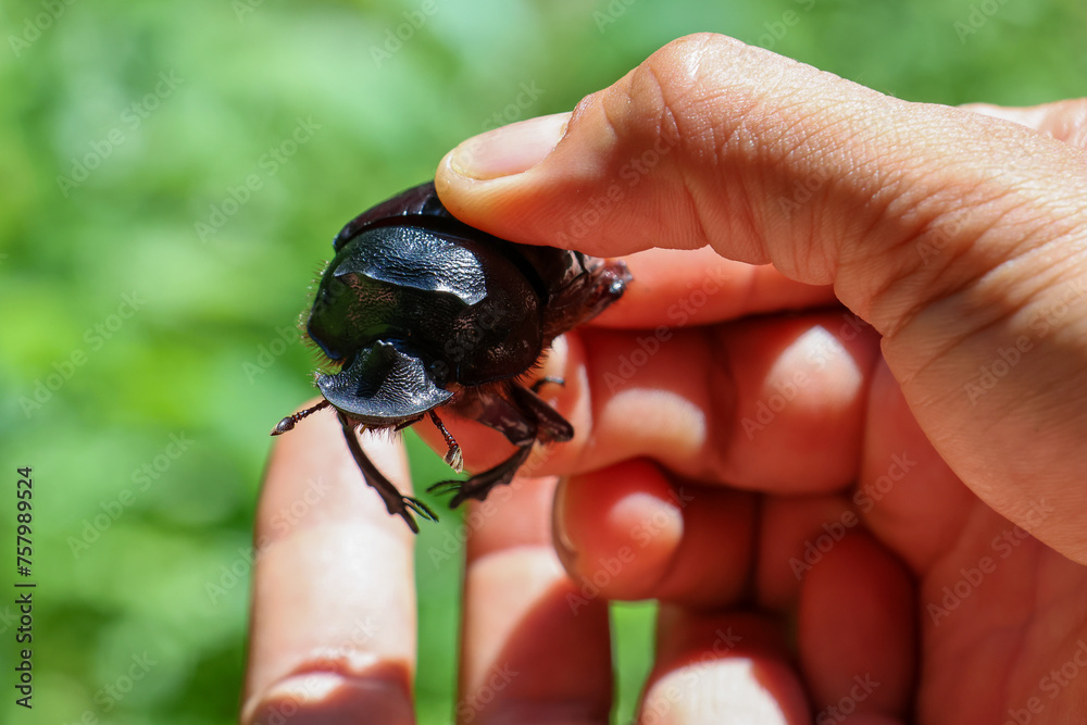 selective focus, a large black dung beetle in hand close up dung beetle ...