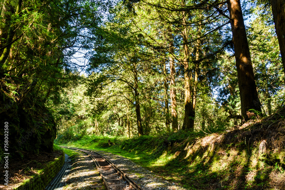 The old forest railway section of the Shuishan Trail at Alishan Forest ...