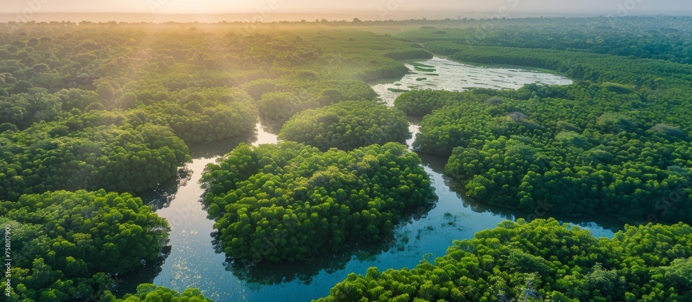 Mangroves, Senegal, Africa. aerial view drone tell a story of ...