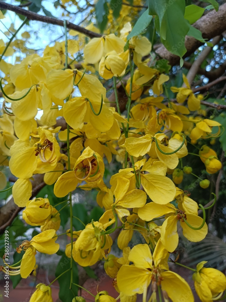 Fényképezés Cassia fistula, also known as golden shower, purging cassia ...