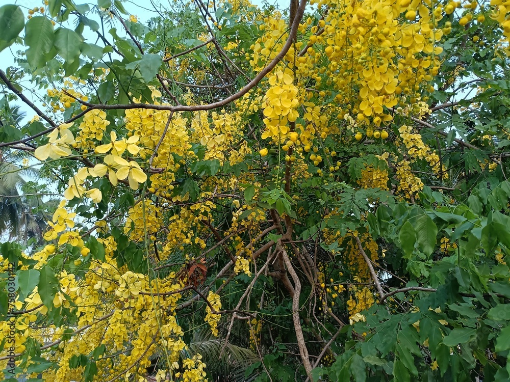 Cassia fistula, also known as golden shower, purging cassia, Indian laburnum, Kani Konna, Konna ...