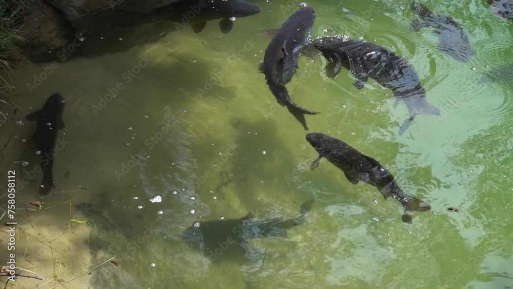 Carps swim in a small pond. The common carp or European carp (Cyprinus ...