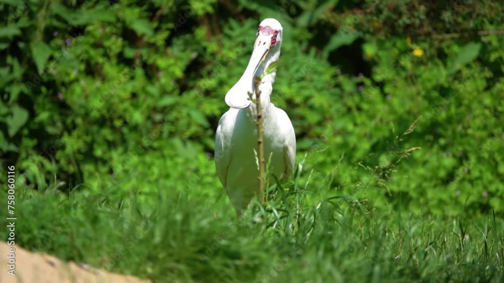 African spoonbill (Platalea alba) is long-legged wading bird of ibis ...