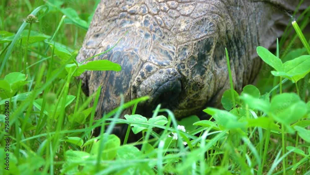 Galapagos tortoise complex or Galapagos giant tortoise complex ...