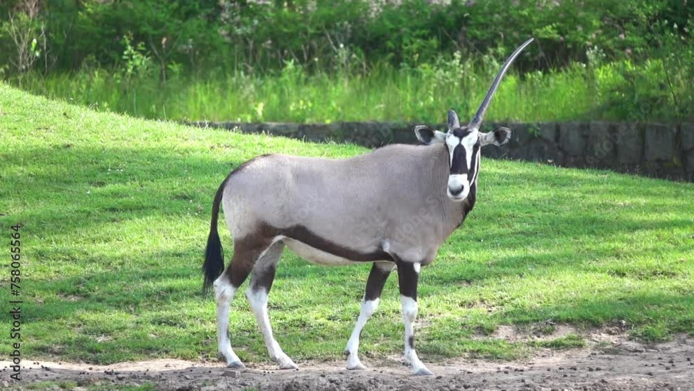 Gemsbok, gemsbuck or South African oryx (Oryx gazella) is large ...