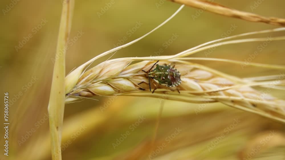 Forest bug or red-legged shieldbug (Pentatoma rufipes) is a species of ...