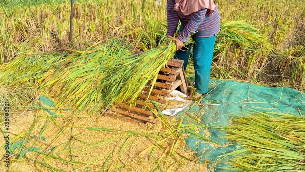 The process of separating the rice seeds from the stalks in the ...