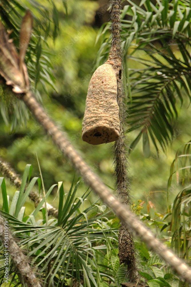 Wasp nest hanging from a palm tree in the Cuyabeno Wildlife Reserve ...