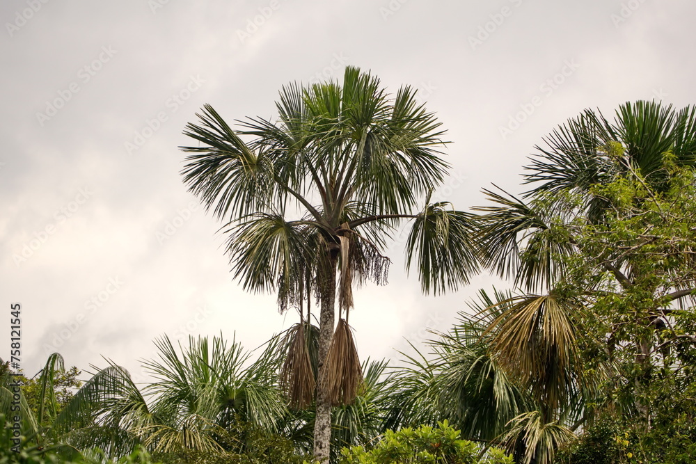 Palm tree in the Cuyabeno Wildlife Reserve, outside of Lago Agrio ...
