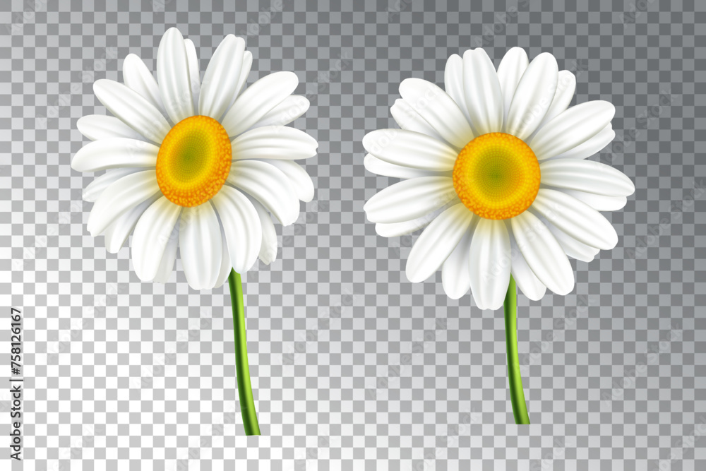 3D realistic vector daisy flower on a transparent background. Chamomile ...