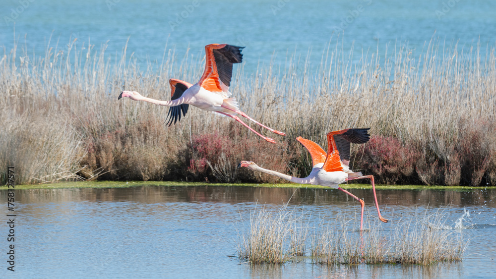 Deux flamants roses dans un étang de Camargue qui s'envolent. Etang de ...