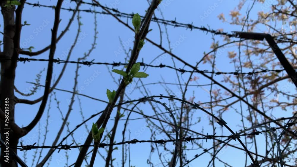 Dry branches of trees from inside the high barbed wire fence all around ...