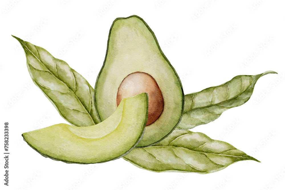 Avocado with flower Watercolor illustration. Botanical drawing of Fruit ...