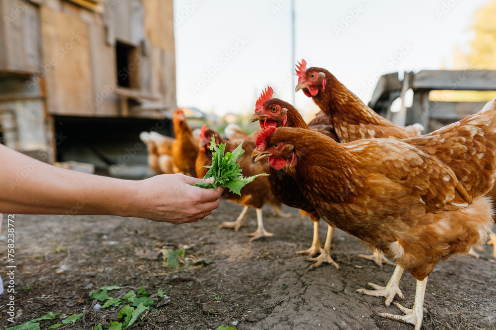 Close-up of chickens eating greens from a human hand. Poultry farming ...