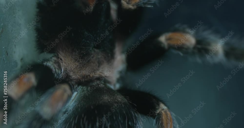 Vidéo Stock The video shows a close-up of a tarantula walking on the ...