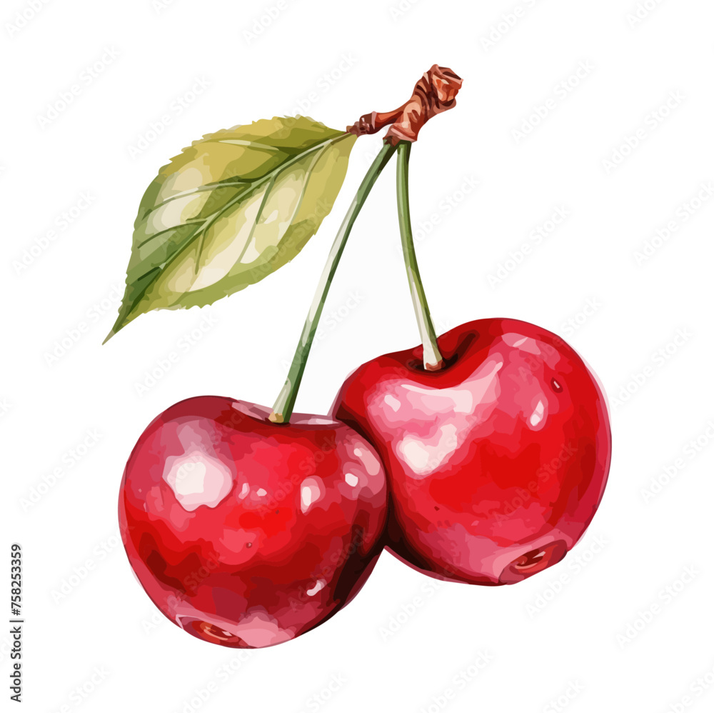 watercolor clipart illustration Cherry Fruit with leaves, isolated on a ...