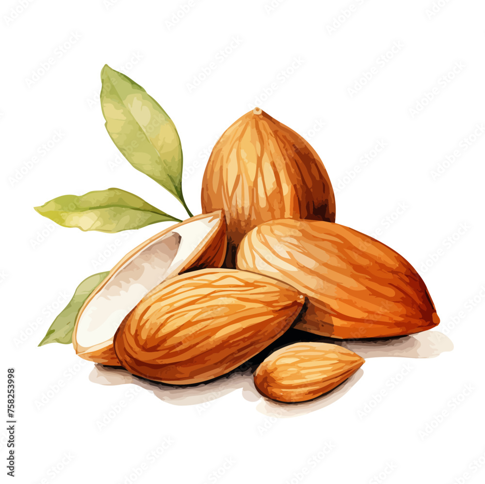 Watercolor Painting Vector of almonds and almond nuts with green leaves ...