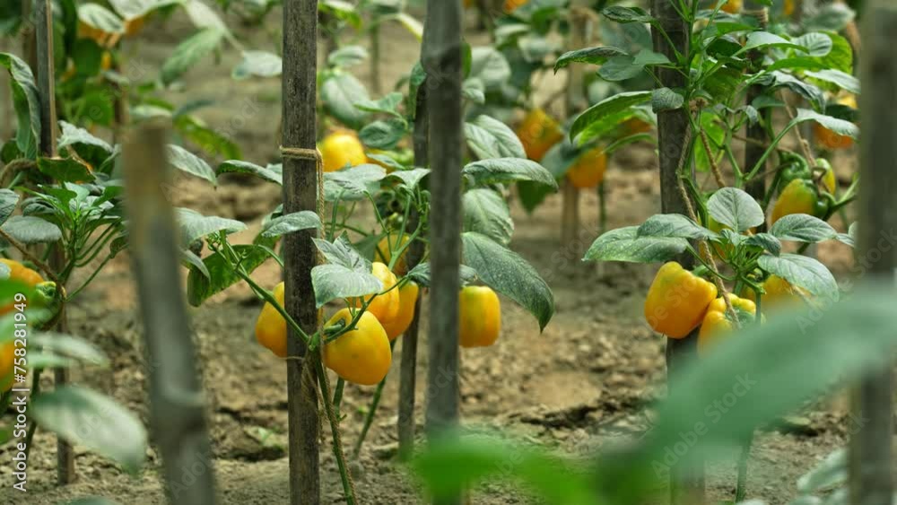 The beauty of vibrant yellow and red capsicum hanging gracefully on ...