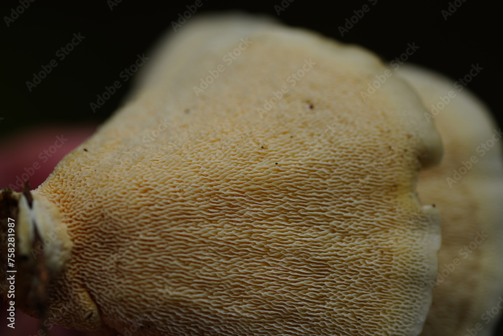 Close-up of the spongy lamellar structures of a funnel-shaped tree ...