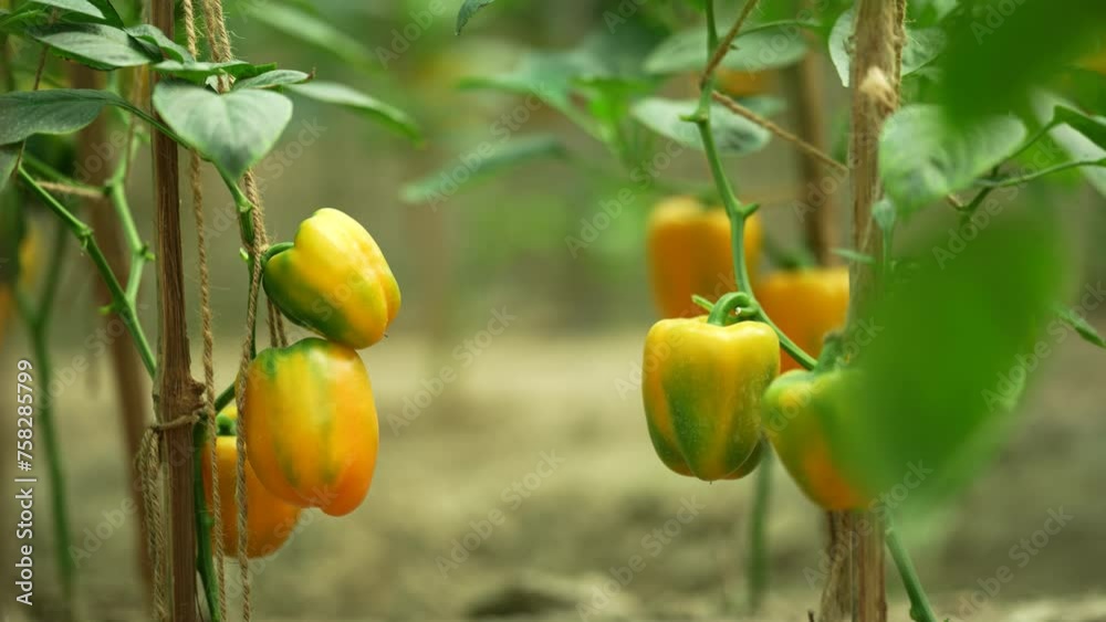 The beauty of vibrant yellow and red capsicum hanging gracefully on ...