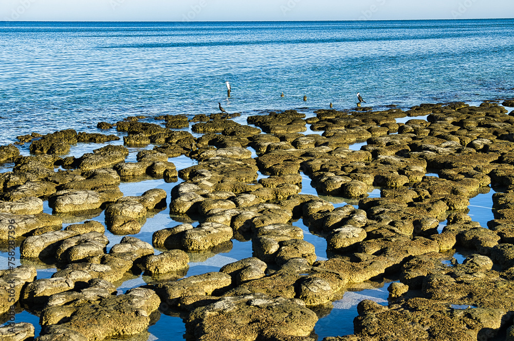 Stromatolites in Hamelin Pool, Shark Bay, Western Australia, the ...