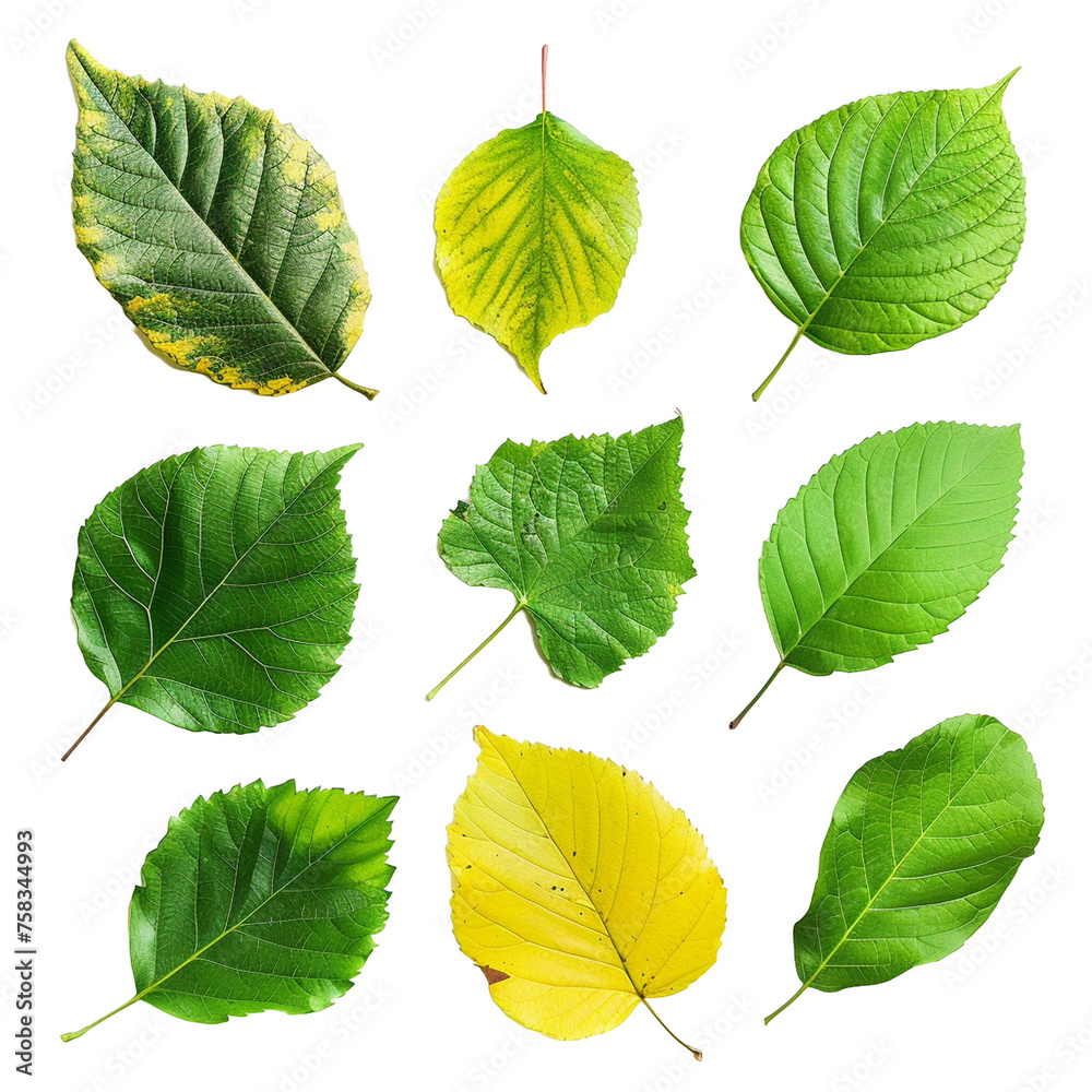 set of leaves isolated on transparent background, created using ...