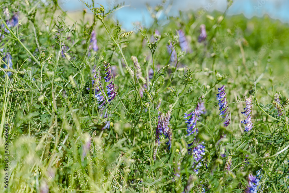 Vicia villosa, known as the hairy vetch, fodder vetch or winter vetch ...