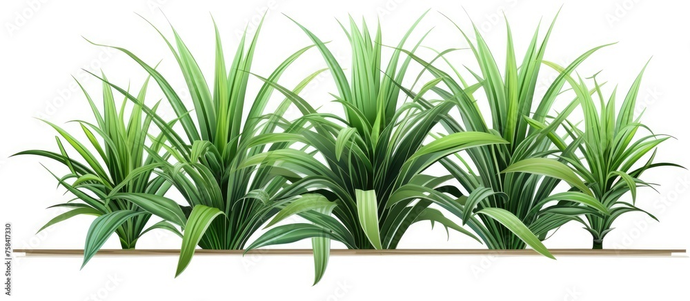 Row of lush green grass plants growing in a straight line on a clean ...