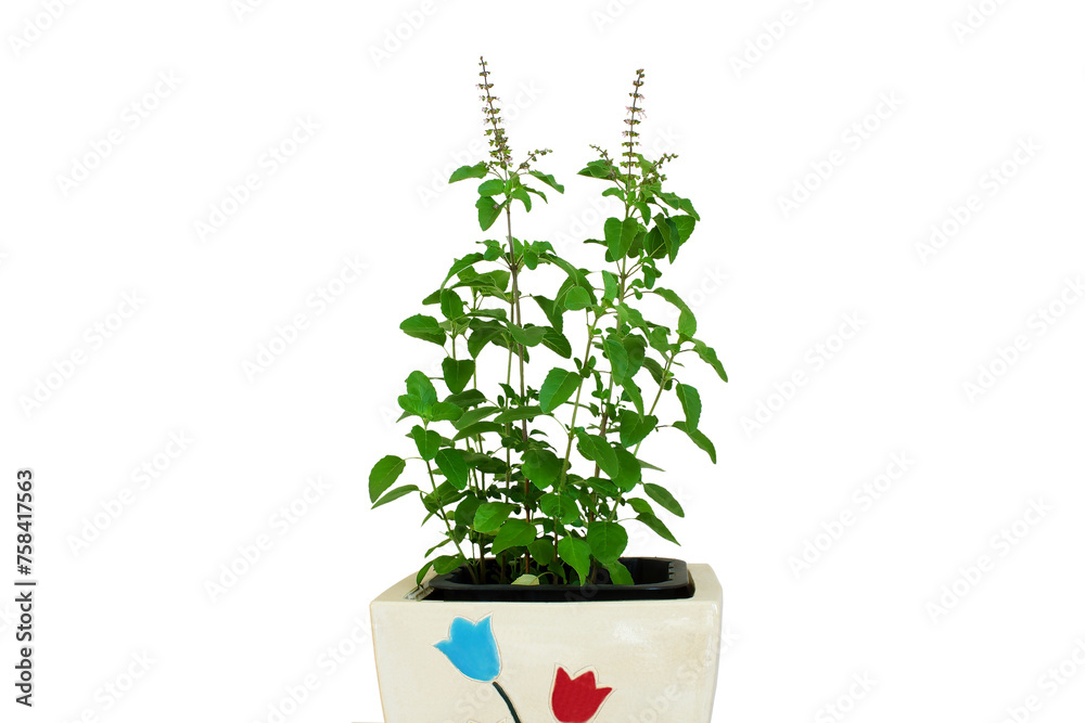 fresh indian Medicinal and hindu religious puja plant green tulsi ...