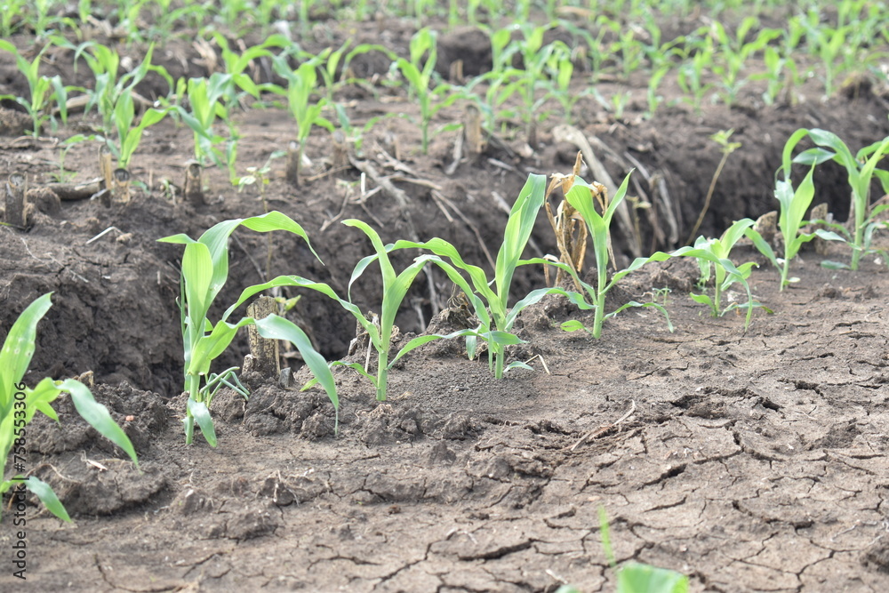 Corn plants in seedling, generative and vegetative stages on a large ...
